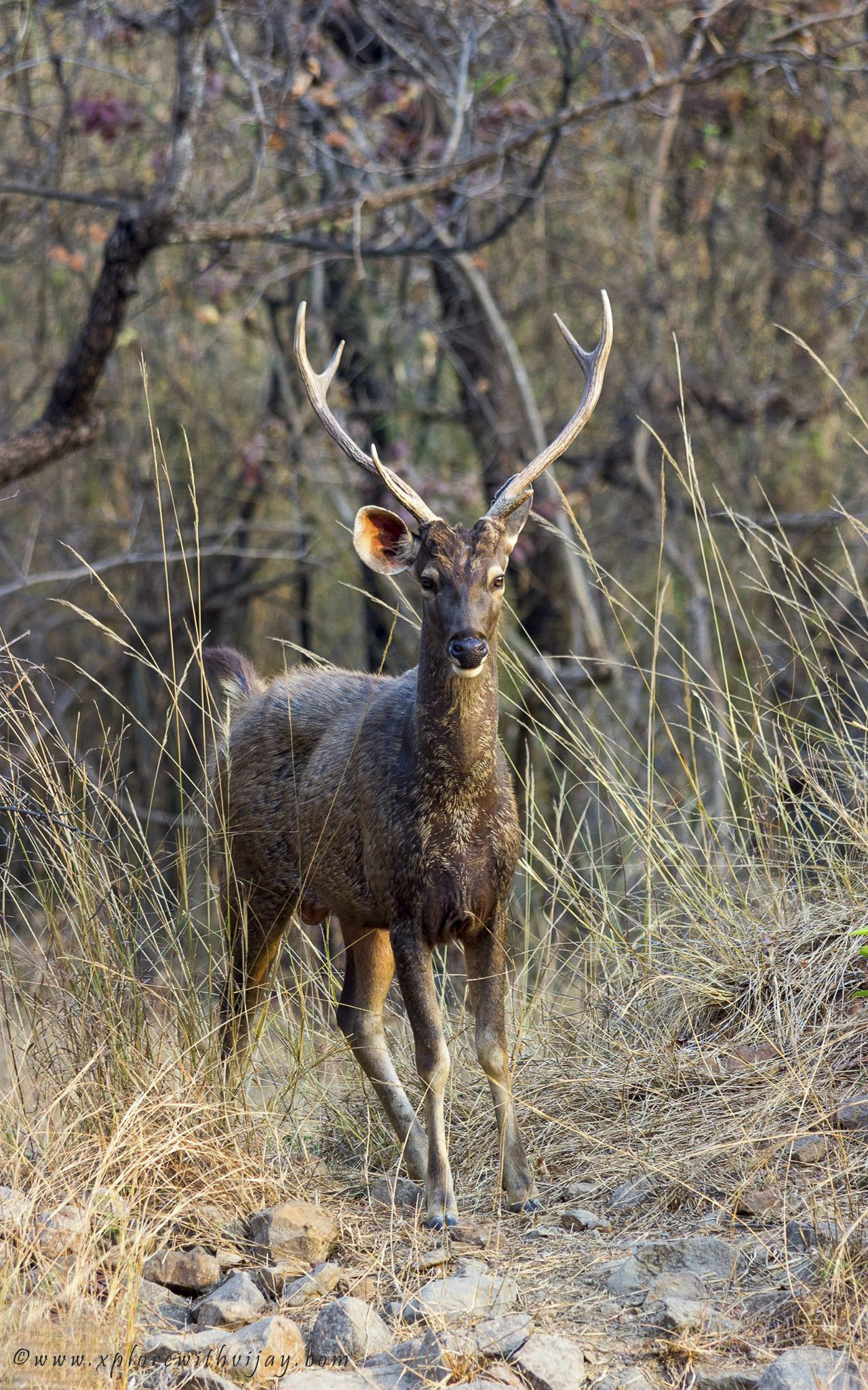 Sambar_deer - Delightful Journeys - Daring Adventures