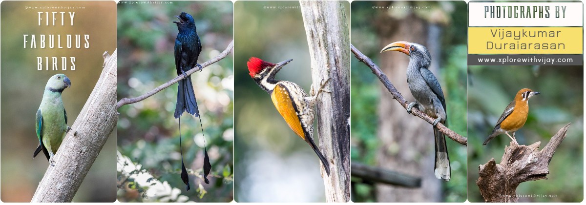 An Extravagant Collection of Photographs: Thattekad Bird Sanctuary